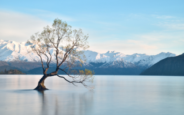 Árbol de Wanaka, el árbol solitario símbolo de Nueva Zelanda - Planeta ...