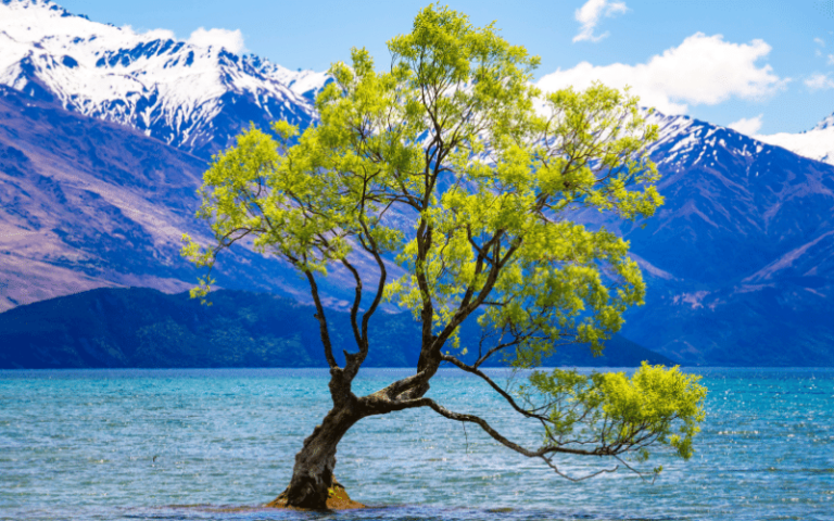 Árbol de Wanaka, el árbol solitario símbolo de Nueva Zelanda - Planeta ...