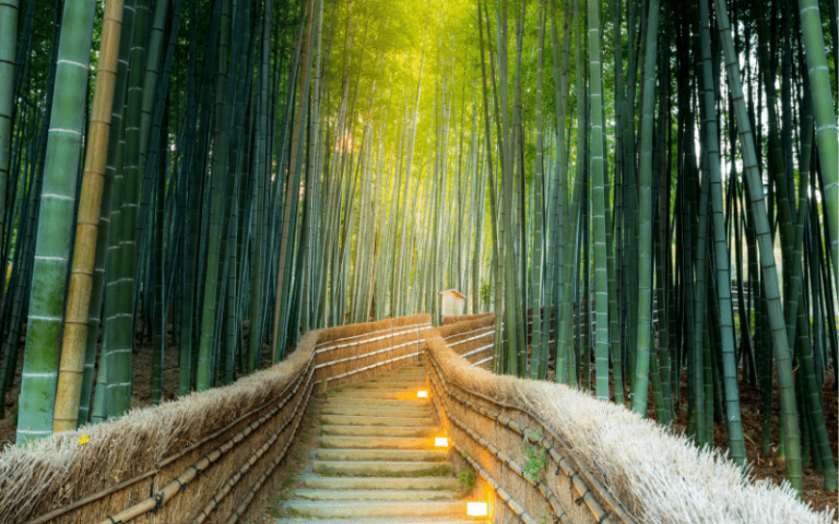 El bosque de bambú de Arashiyama, un túnel verde donde perderse ...