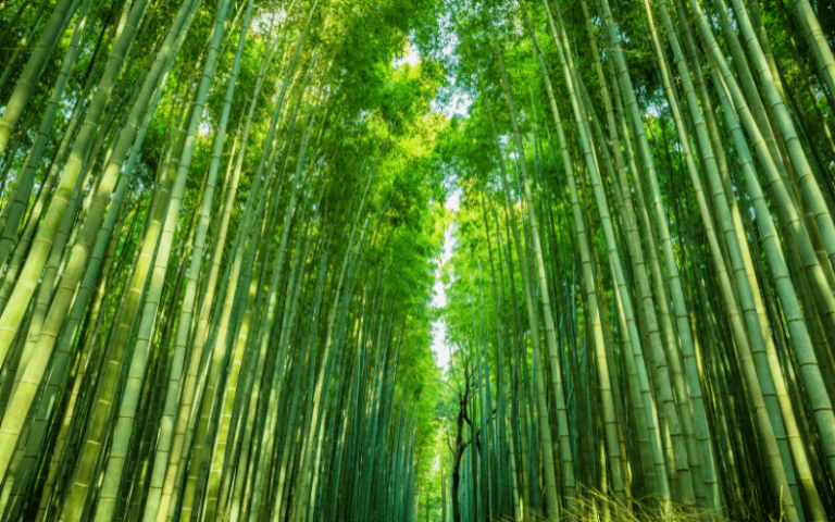 El bosque de bambú de Arashiyama, un túnel verde donde perderse ...